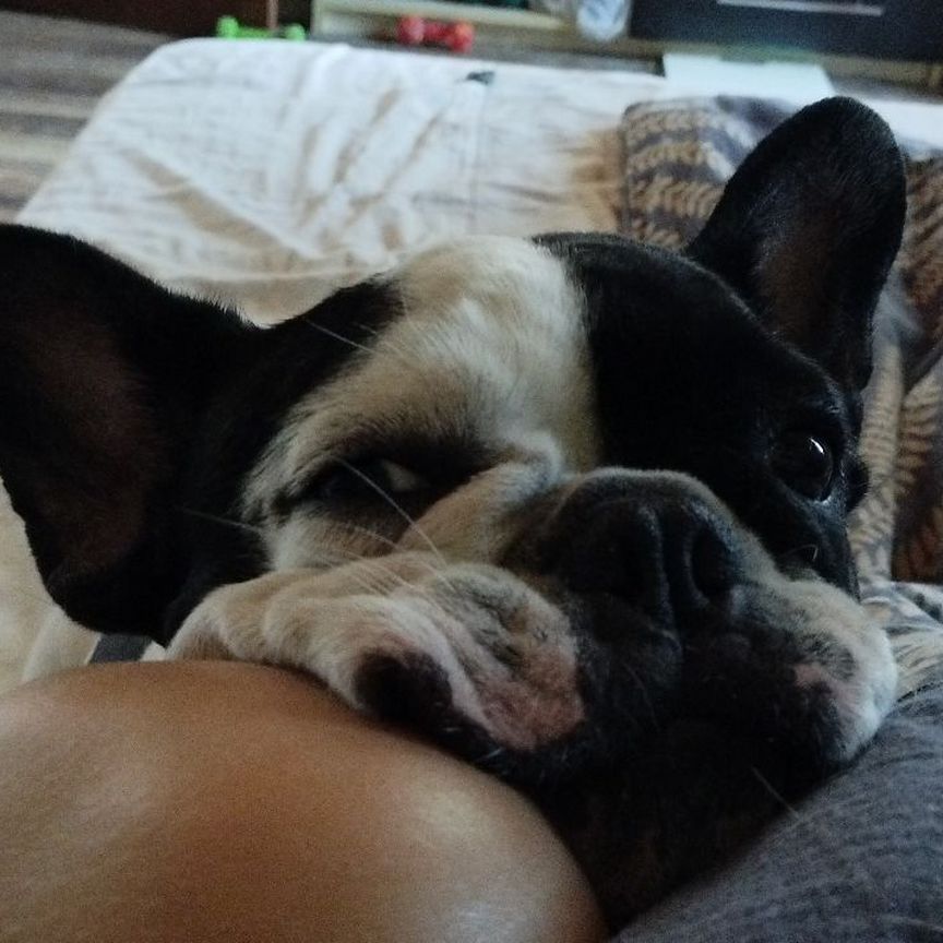 Французский бульдог, взрослая собака