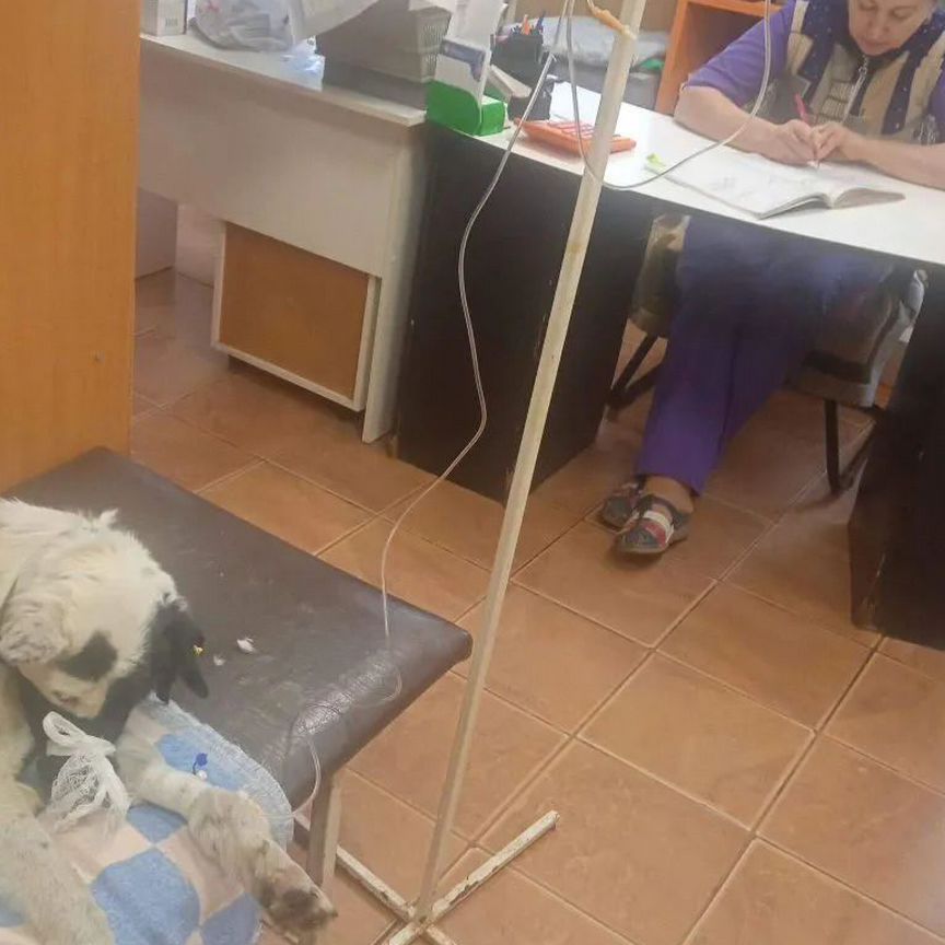 Собака в добрые руки