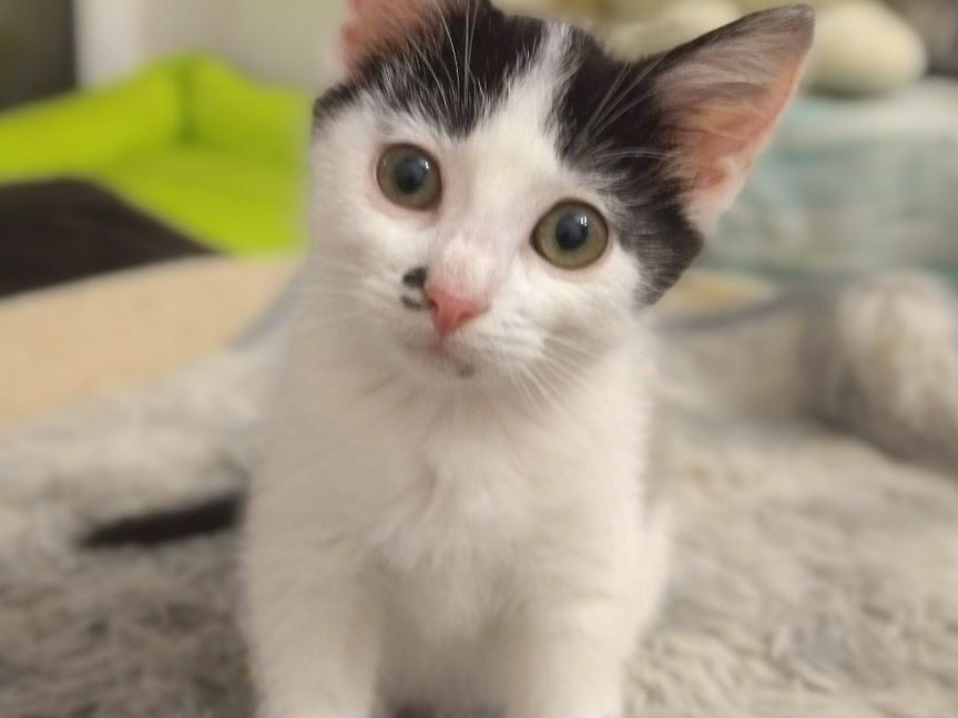 Маленький малыш ищет маму