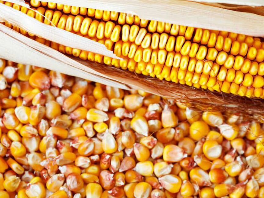 Кукуруза влажная