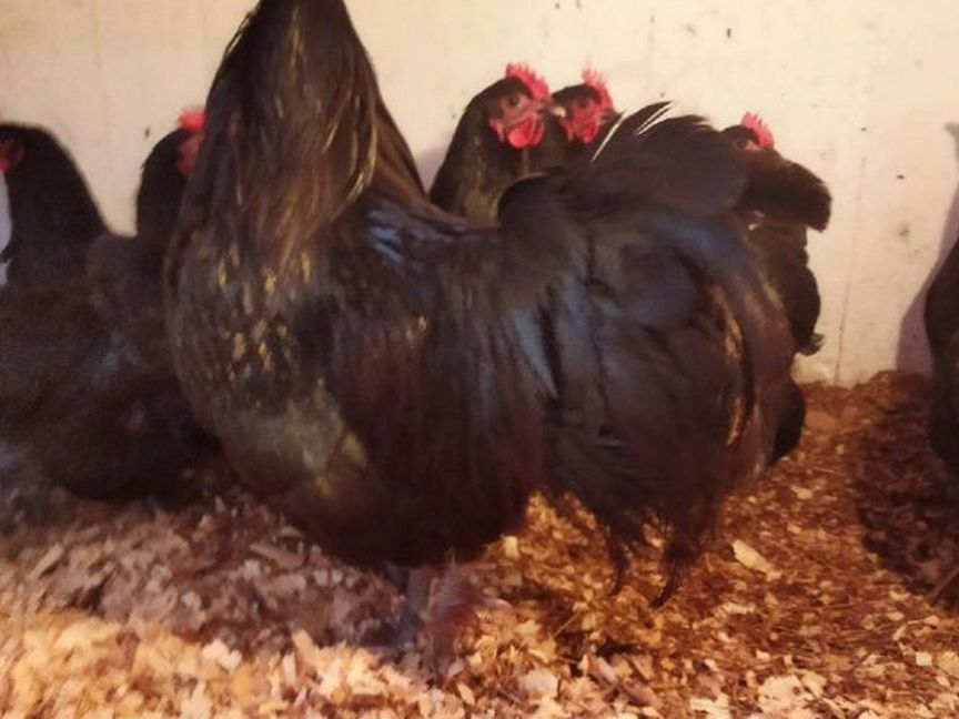 Цыплята, инкуб яйцо