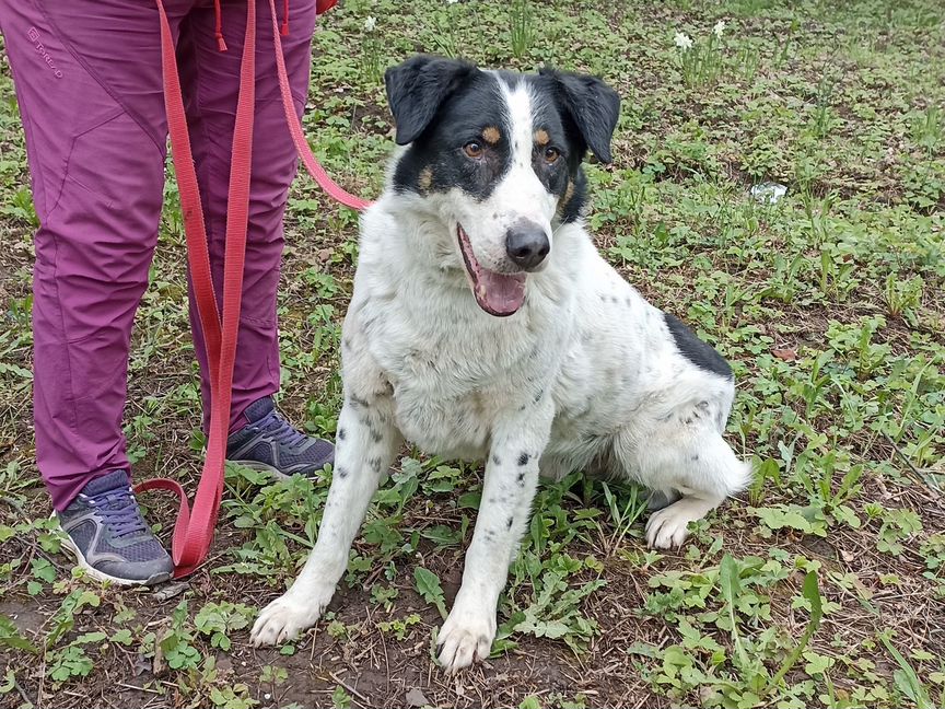 Крупный спокойный пёс Джек