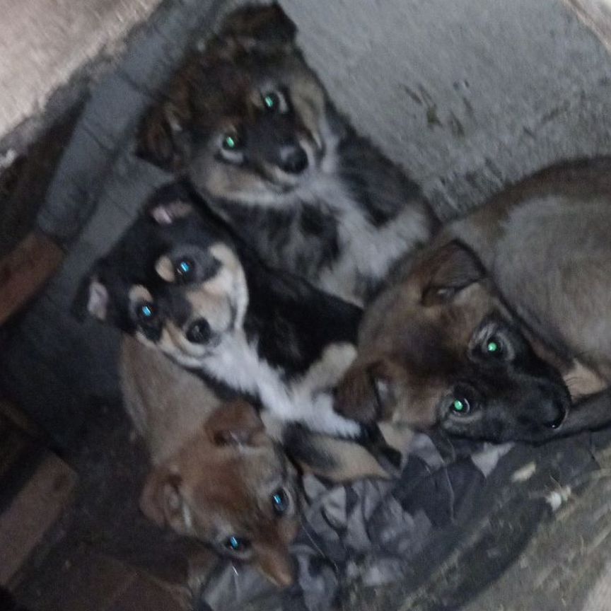 Щенок в добрые руки