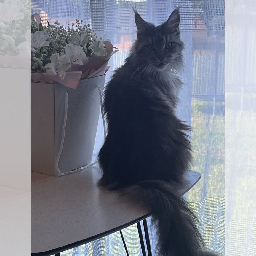 Мейн-кун, взрослая кошка