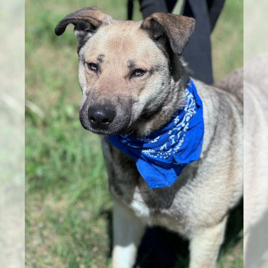 Активный пес ищет добрые ручки