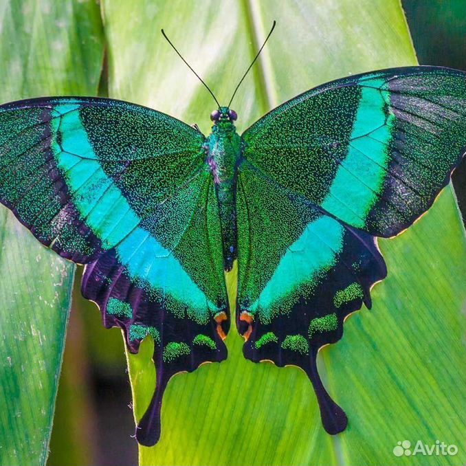 Бабочки тропиков т/б-59