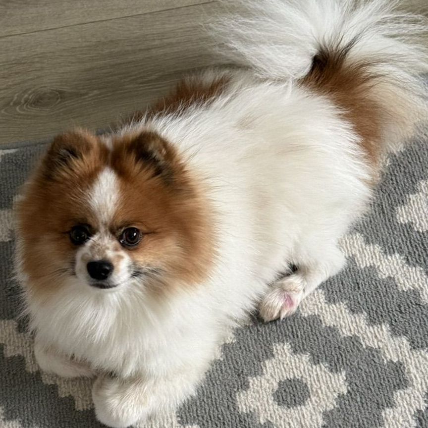 Немецкий шпиц, вязка