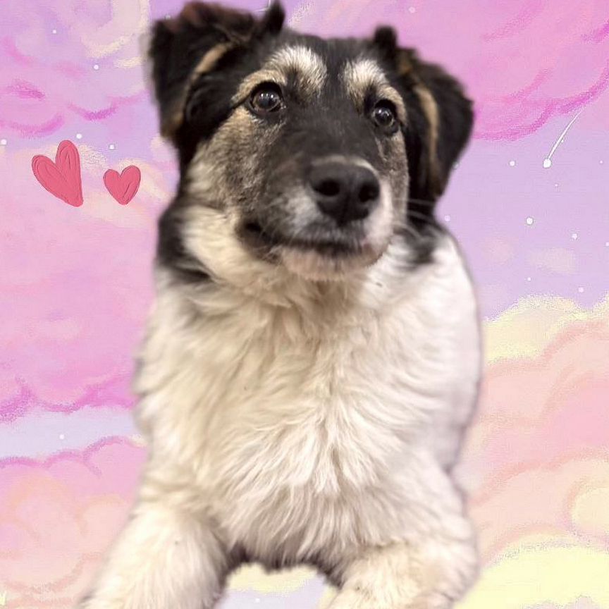 Щенок в добрые руки