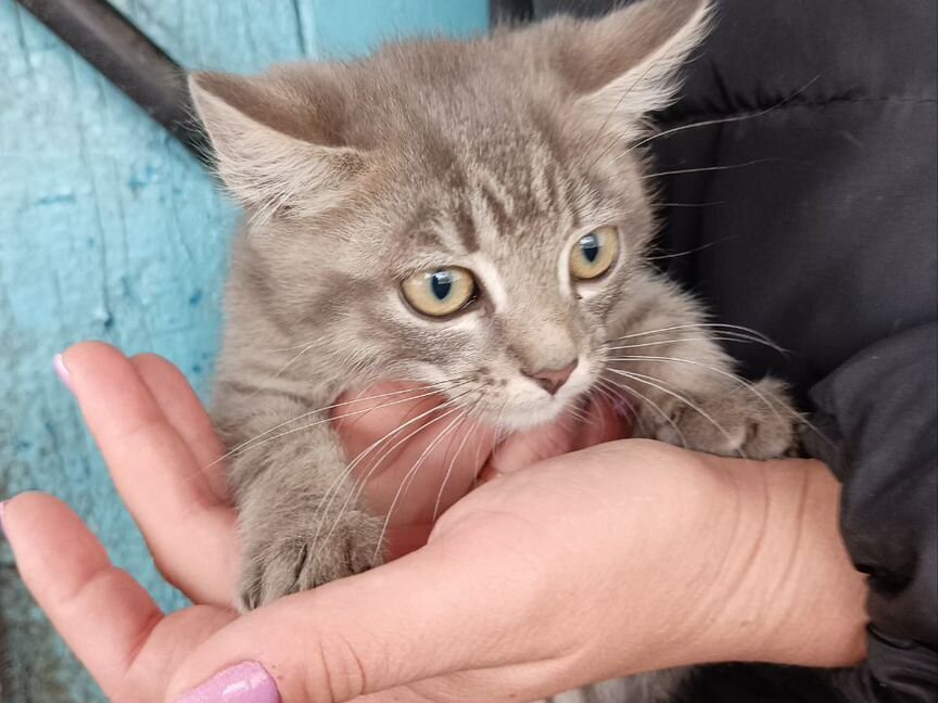 Коята бесплатно