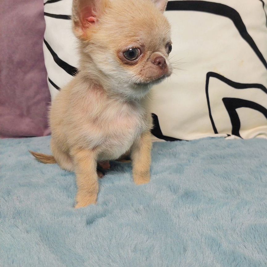 Супер мини чихуахуа