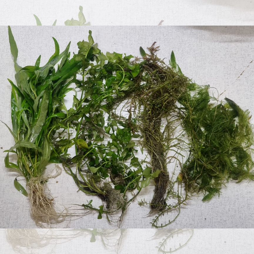 Аквариумные растения прополка