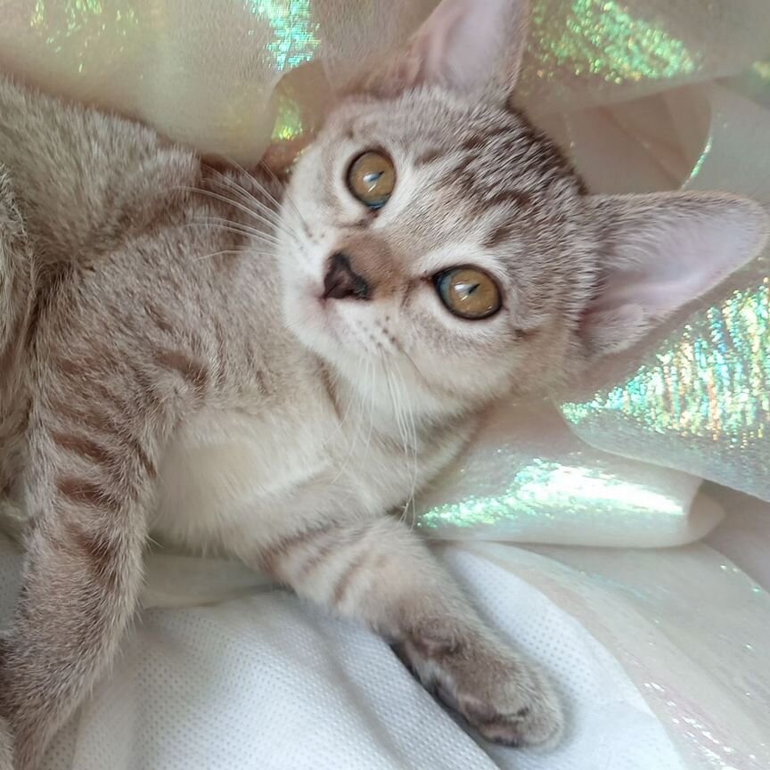 Котёнок от частного владельца