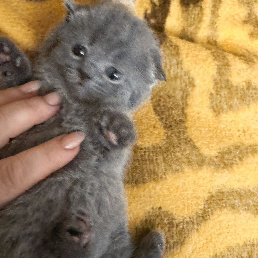 Шотландская вислоухая