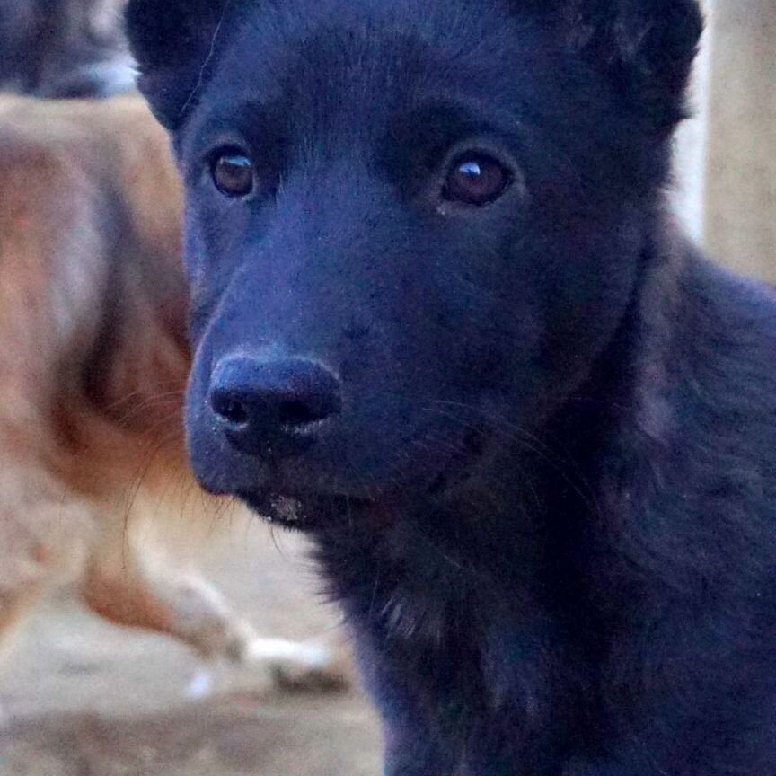 Маленький уголек в поисках дома