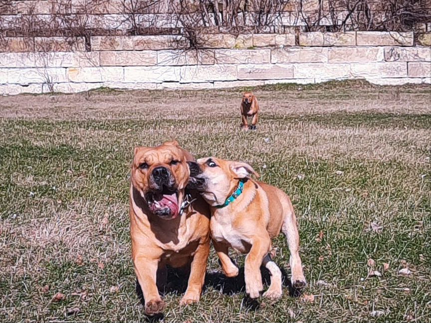 Верный друг и охранник-Ка ДЕ Бо