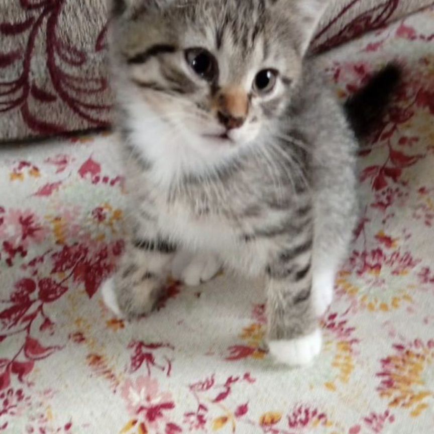 Котик Ищет Себе Дом