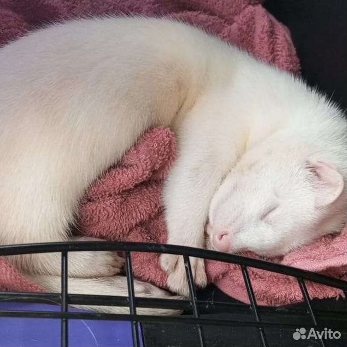 Норки и хорьки, собольки щенята