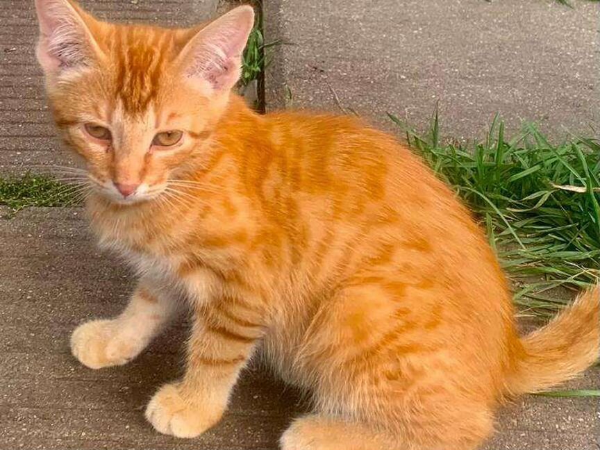 Котенок в добрые руки