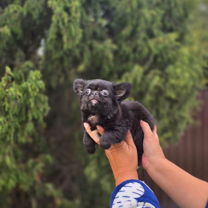 Мини девочка чихуахуа