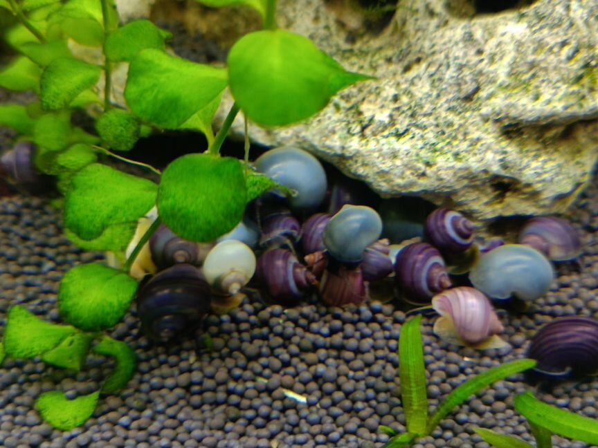 Улитки аквариумные