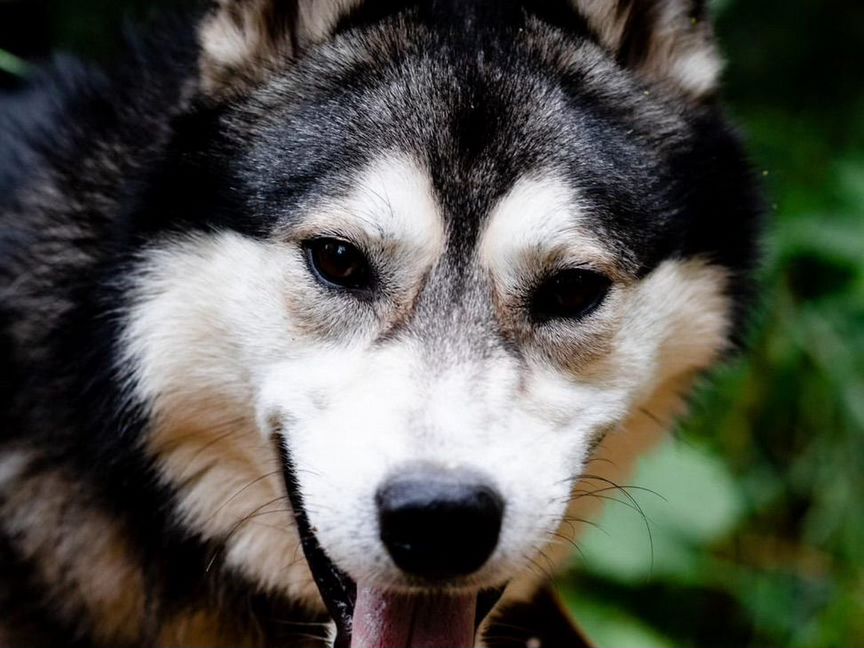 Прекрасный хаски из приюта