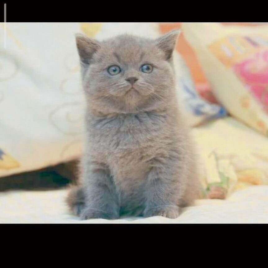 Шатланские котята