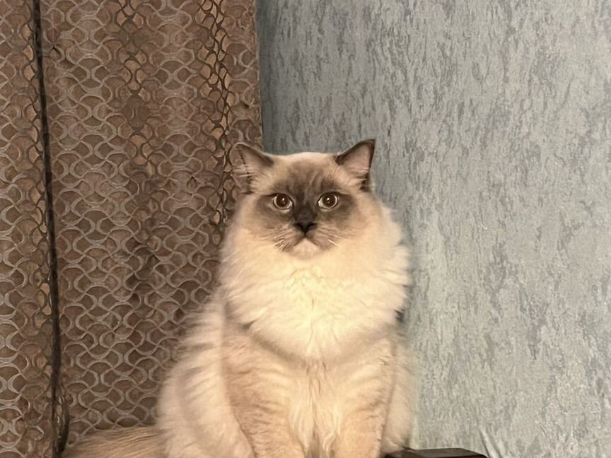 Котята рэгдолл