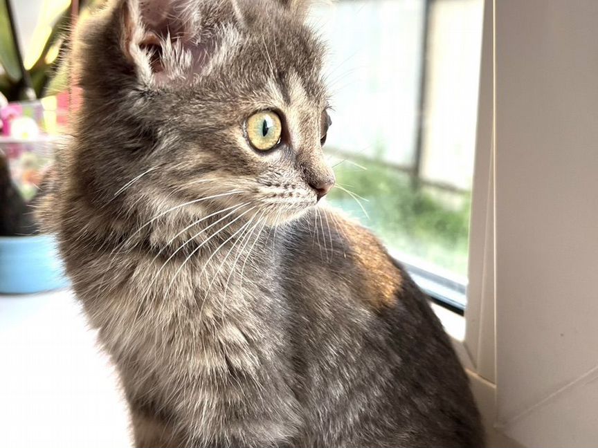Котенок девочка