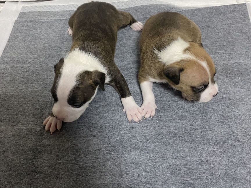 Стаффордширский терьер щенки