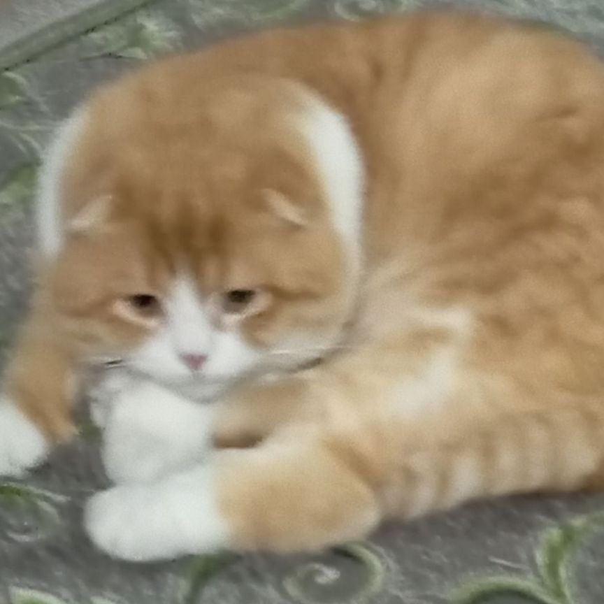 Шотландский вислоухий короткошёрстный, взрослый кот