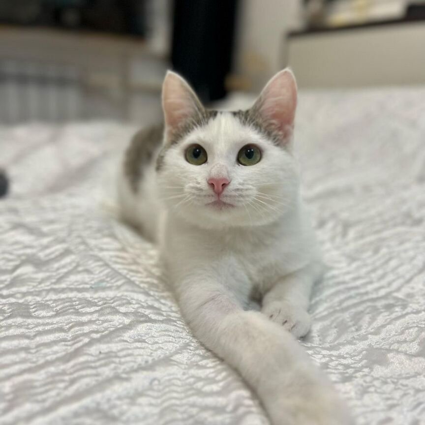 Кошечка
