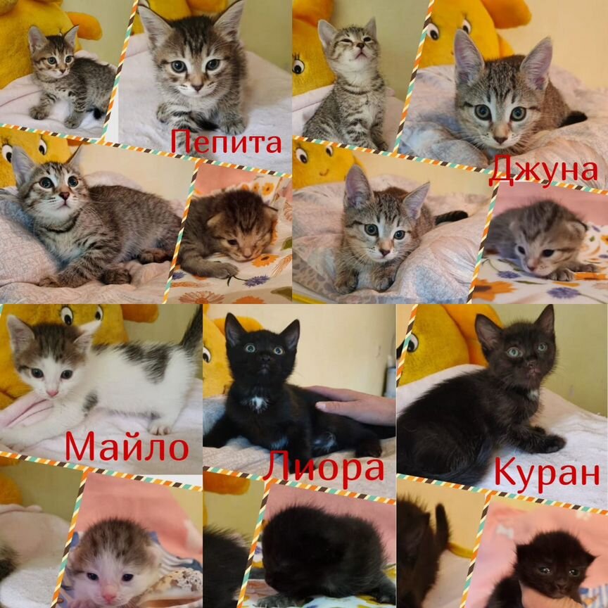 Котята бесплатно