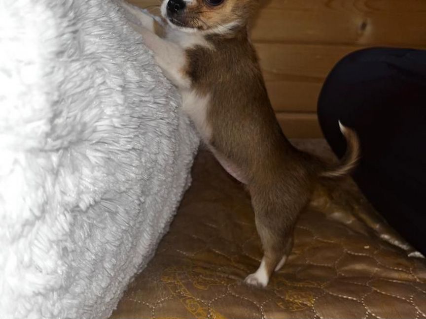 Чихуахуа мини