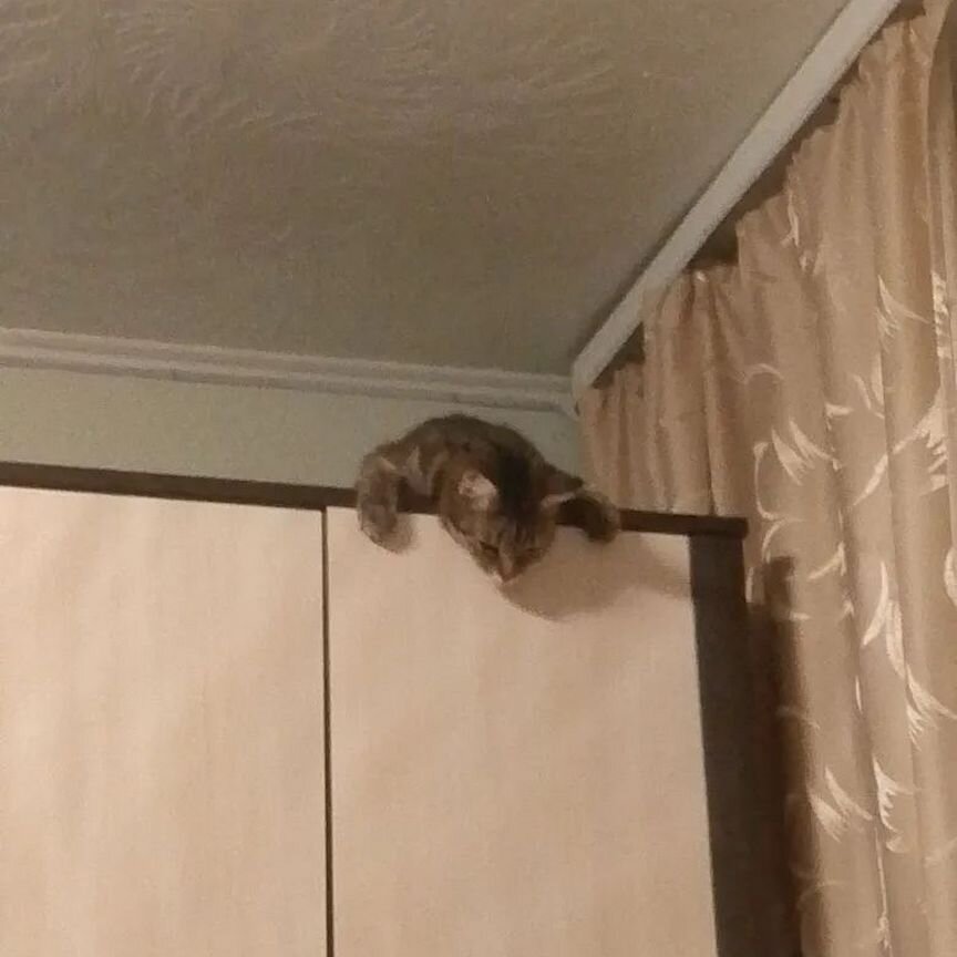 Мейн-кун котёнок