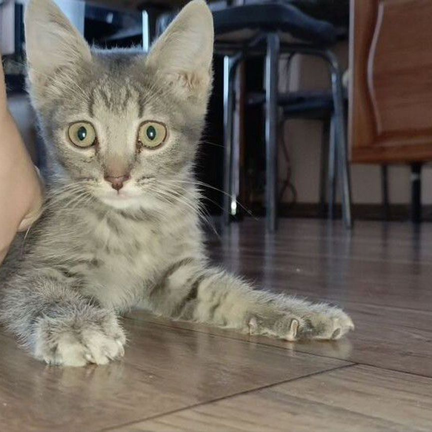 Кошечка