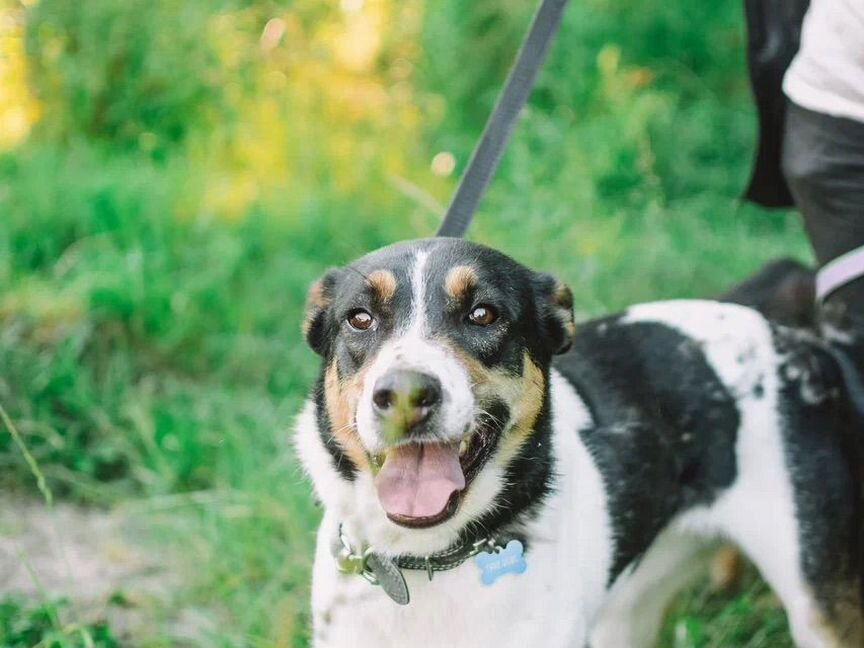 Элис ищет дом