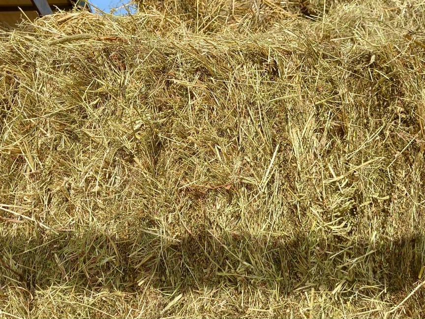 Сено Оптом с доставкой
