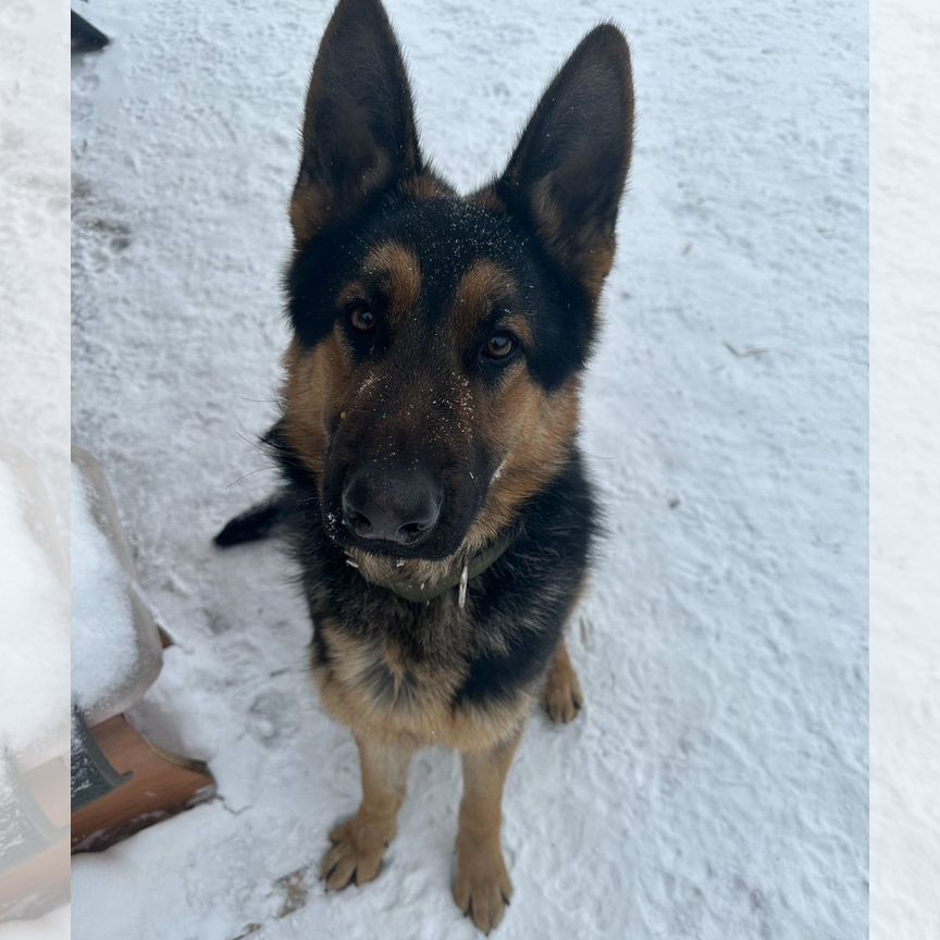 Немецкая овчарка, взрослый пёс