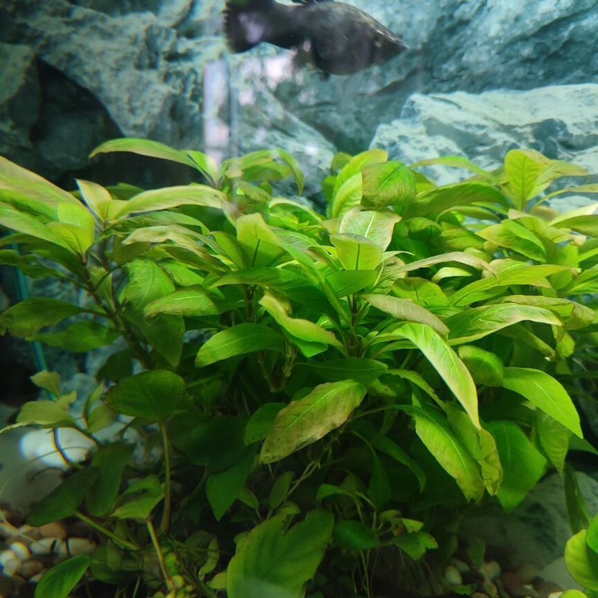 Аквариумное растение
