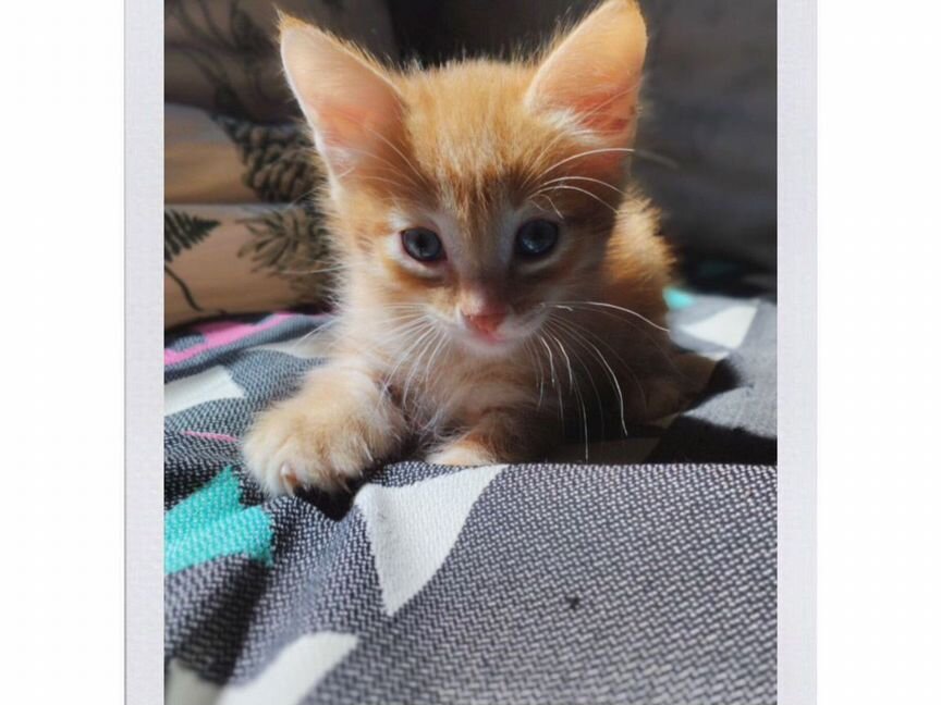 Котята в добрые руки