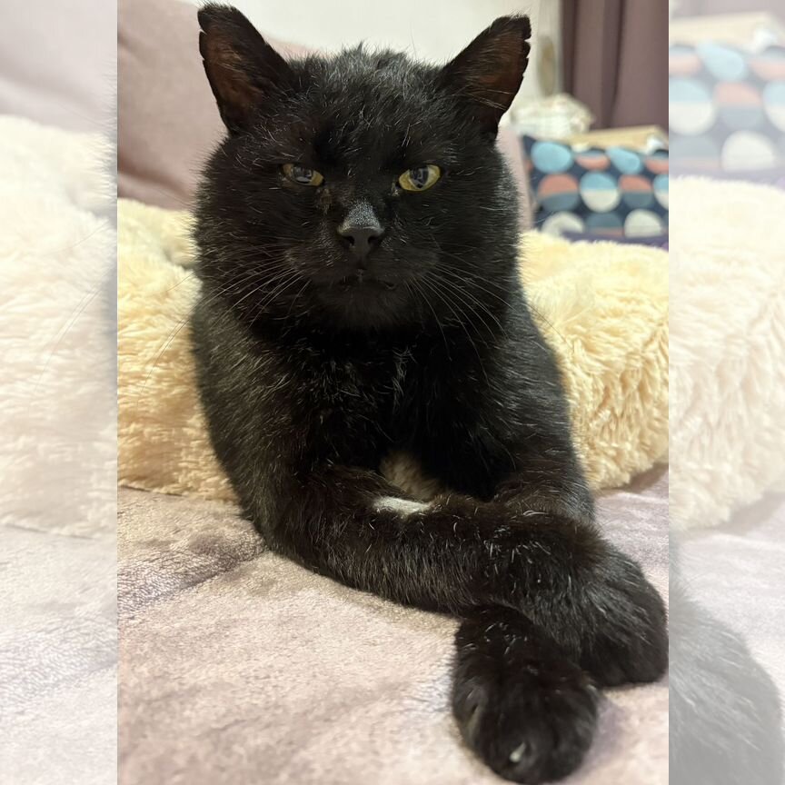 Взрослый кот в добрые руки