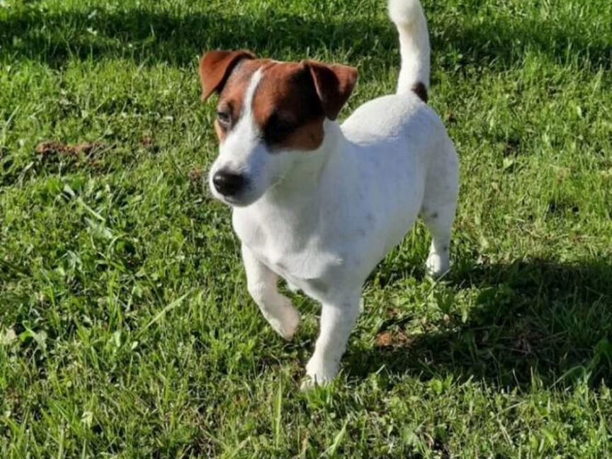 Вязка джек Рассел терьер