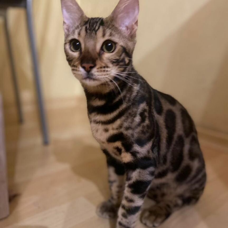 Бенгальская