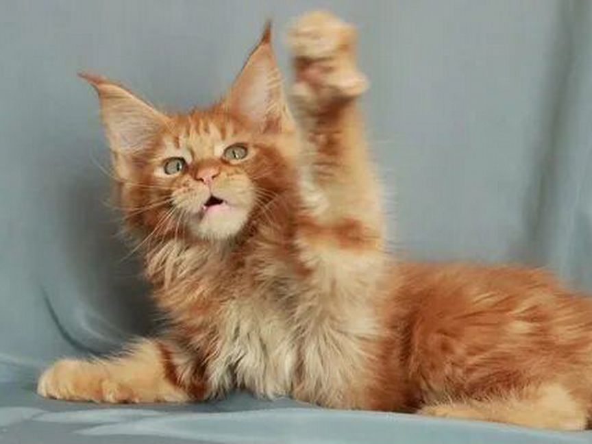 Передержка котов и кошек