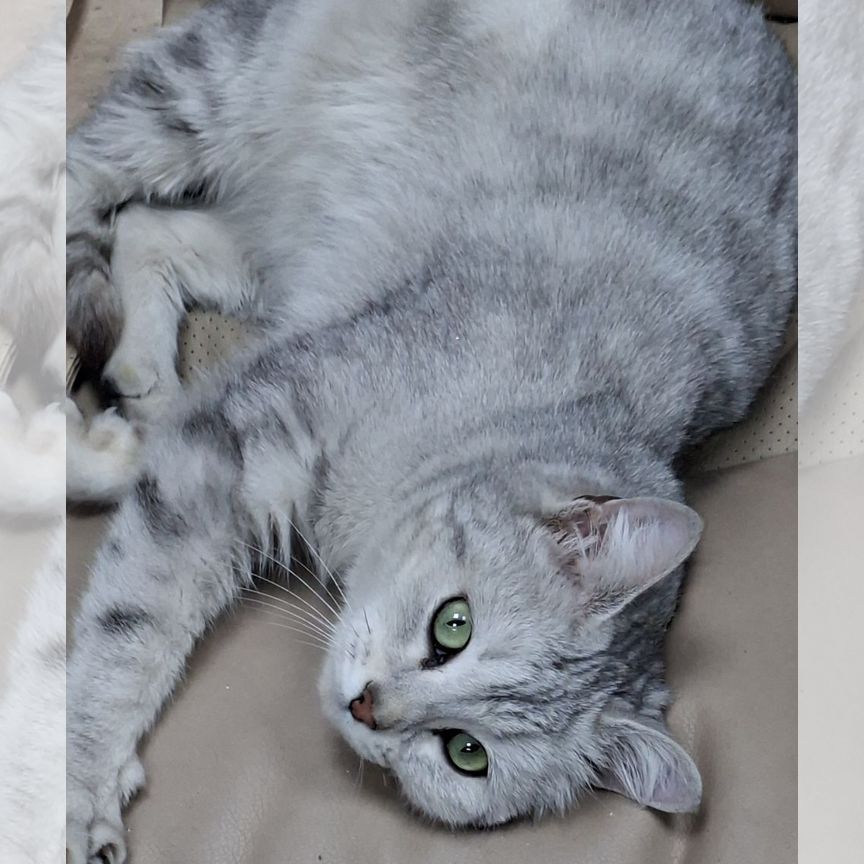 Взрослая, кошка в добрые руки