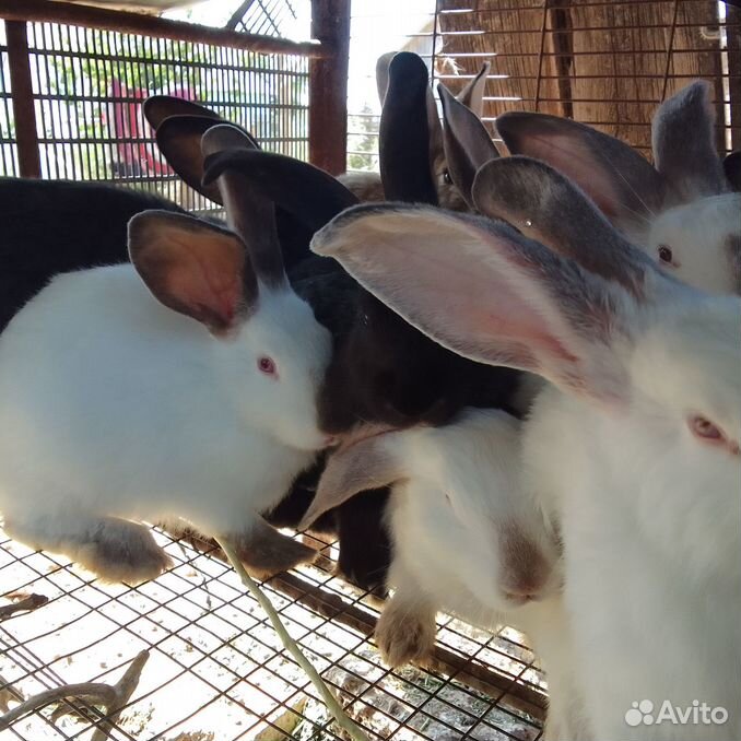 Кролики гиганты полтара.мес