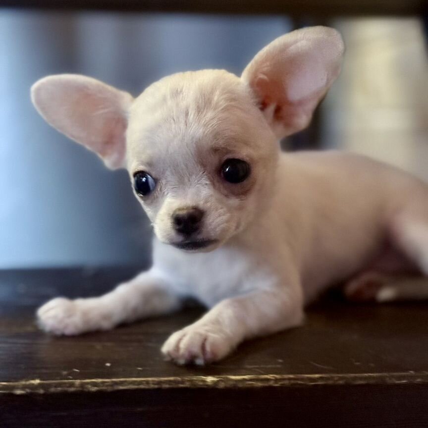 Малышка Чихуашка