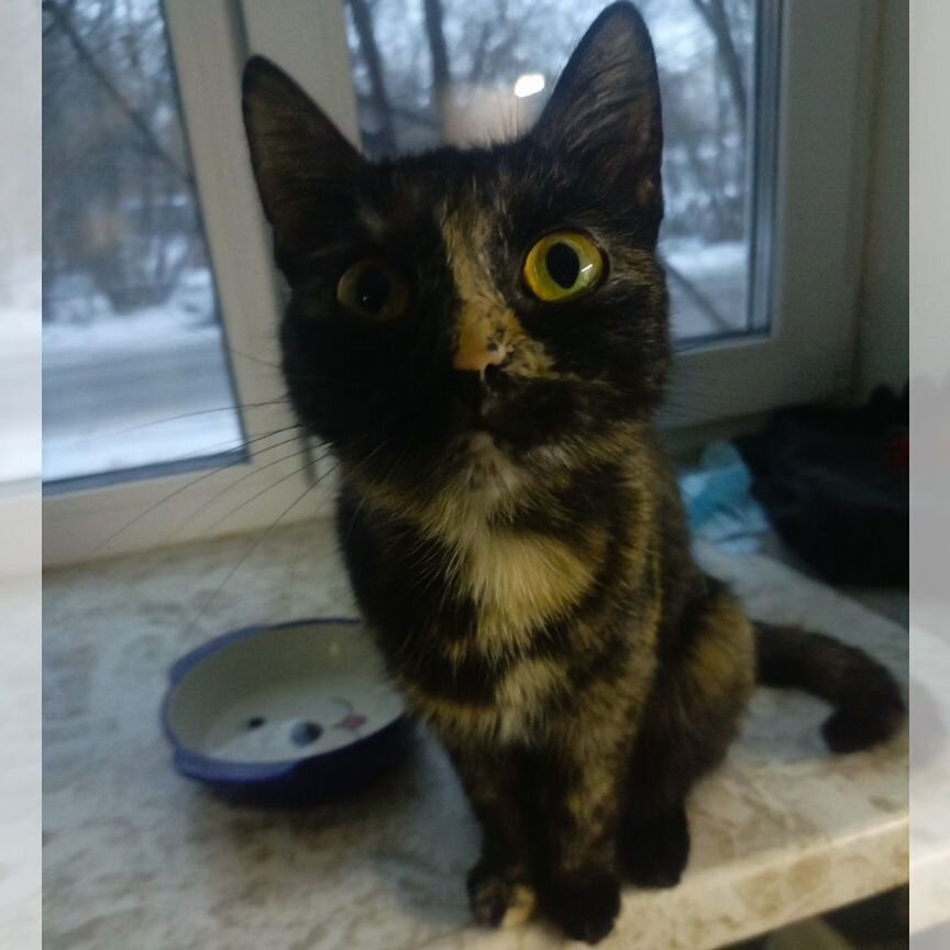 Котёнок в добрые руки