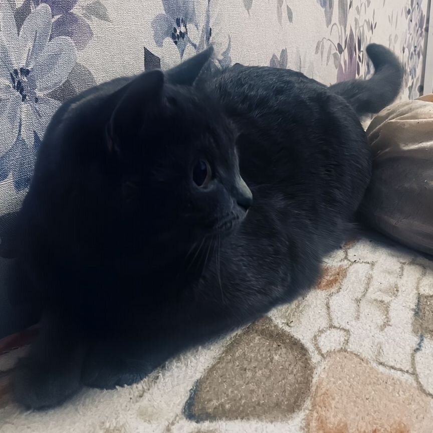 Русский голубой котёнок