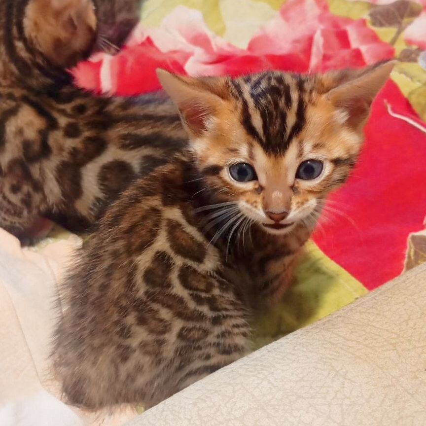 Бенгальские котята